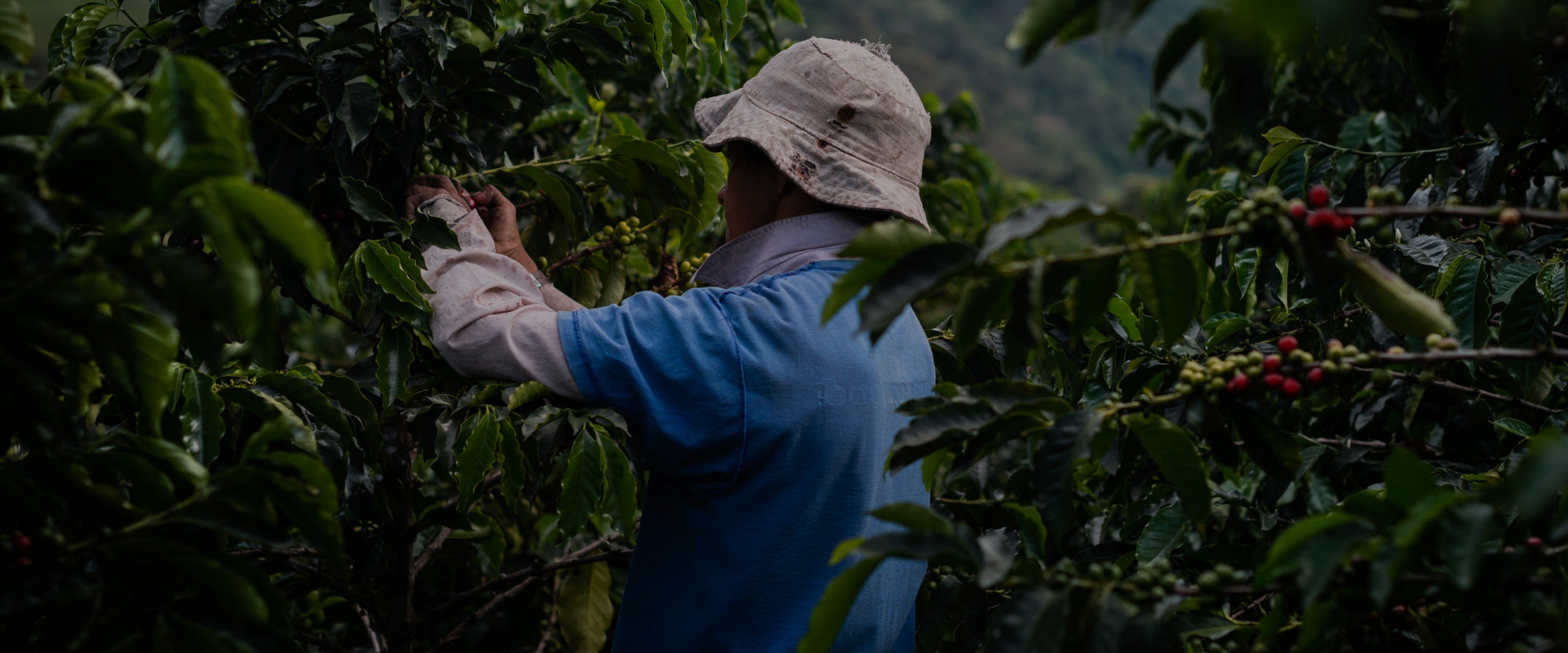 illy.hk – illy Hong Kong & Macau